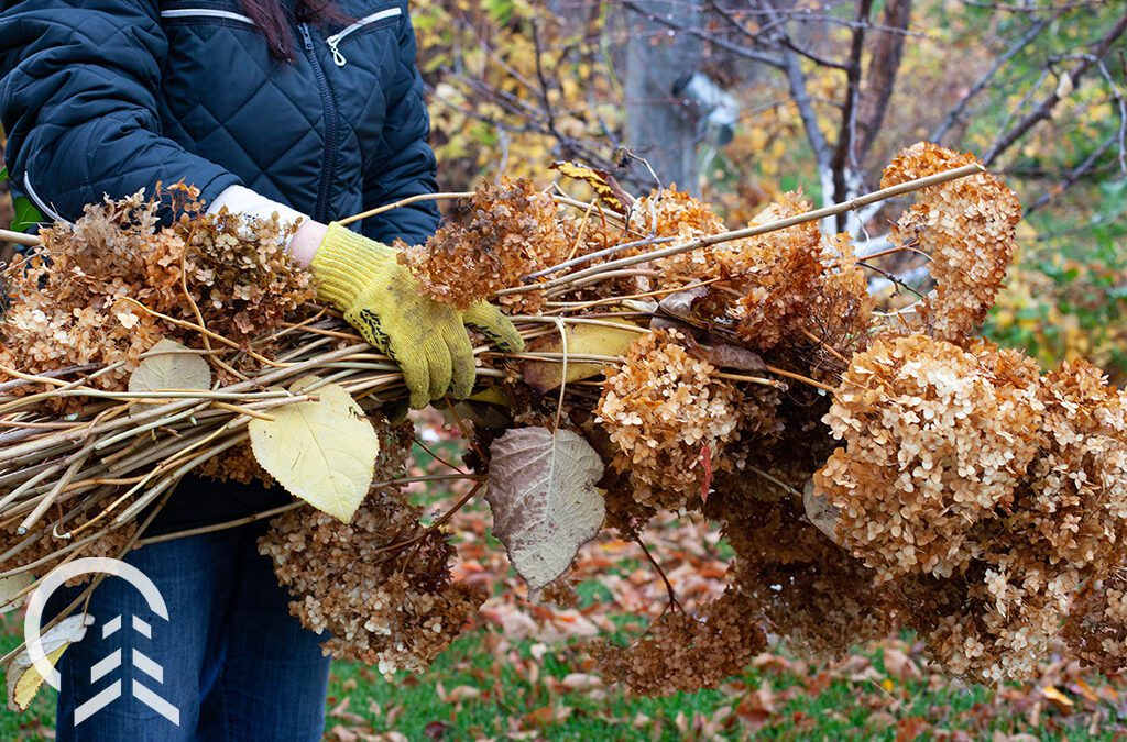 Realty Ideas Per Day - Winter’s Work: The Art of Tree and Shrub Pruning